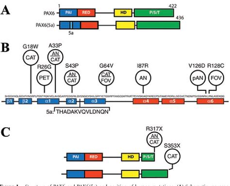Figure 1 From Functional Properties Of Natural Human Pax6 And Pax6 5a