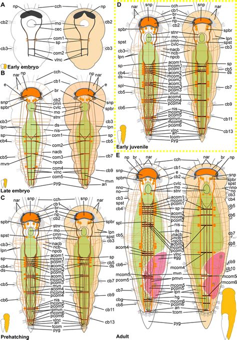 Comparison Of The Serotonergic Nervous System In Dinophilus The