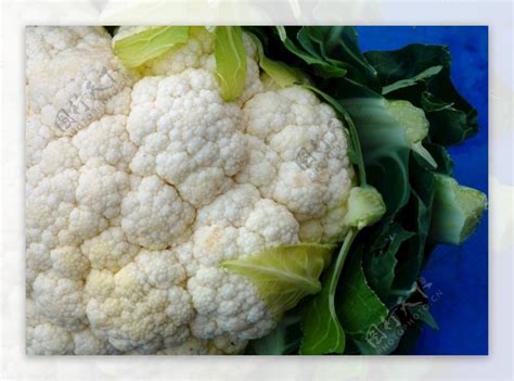 白色花菜营养花菜健康花菜图片素材 编号39652082 图行天下