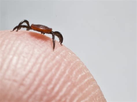 Blacklegged Deer Ticks Removal And Control Of Deer Ticks