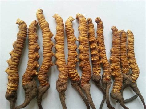 Cordyceps Sinensis Medicinal Fungus Health Benefits And Uses