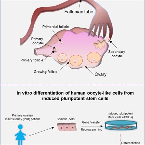 Mini Review Differentiation Of Human Pluripotent Stem Cells Into