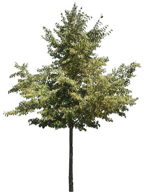 Tree Photoshop Photoshop Images Photoshop Elements Plant Sketches Tree Sketches