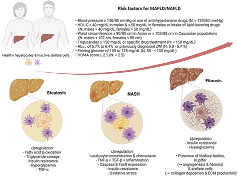 Frontiers Mafldnafld Biopsy Free Scoring Systems For Hepatic