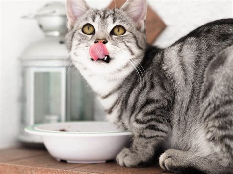Maine Coon Cat Diet And Nutrition What To Feed Your Cat Maine Coon