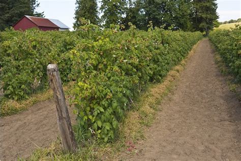 How To Propagate Raspberries Simple And Effective Methods High