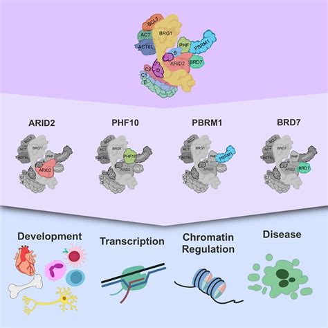 The Role Of The Polybromo Associated Baf Complex In Development