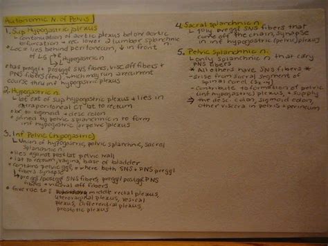 Autonomic Nerves Of Pelvis Plexus Products Pelvic Diaphragm Perineum
