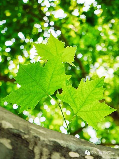 组图光影梧桐 搜狐