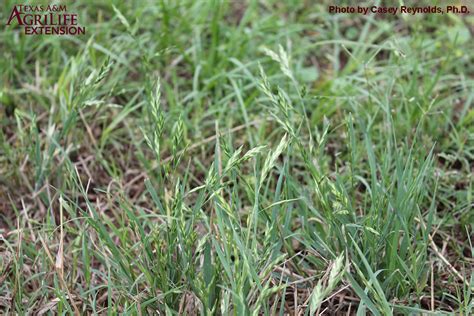 Rescuegrass Aggieturf