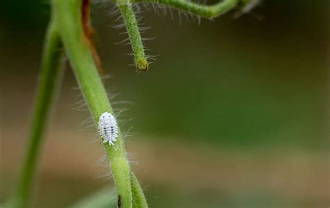 Cochenille Farineuse Caractéristiques Dégâts Et Traitements