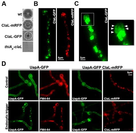 Figures And Data In The Ap 2 Complex Has A Specialized Clathrin
