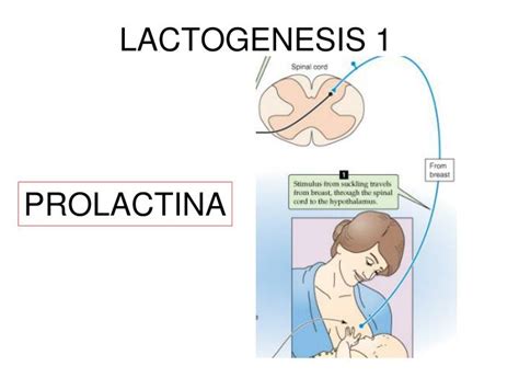 Ppt GlÁndula Mamaria Estructura Y FisiologÍa Powerpoint Presentation Id 6949417