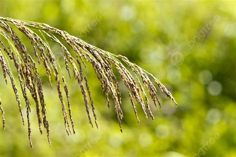 Green Grass Backgound Background Images Hd Pictures And Wallpaper For