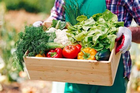 Horta Porque Ter Uma Em Casa Como Fazer E O Que Plantar