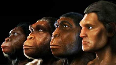 What Do Great Apes Do Like Humans Evolution Human Species Evolutionary