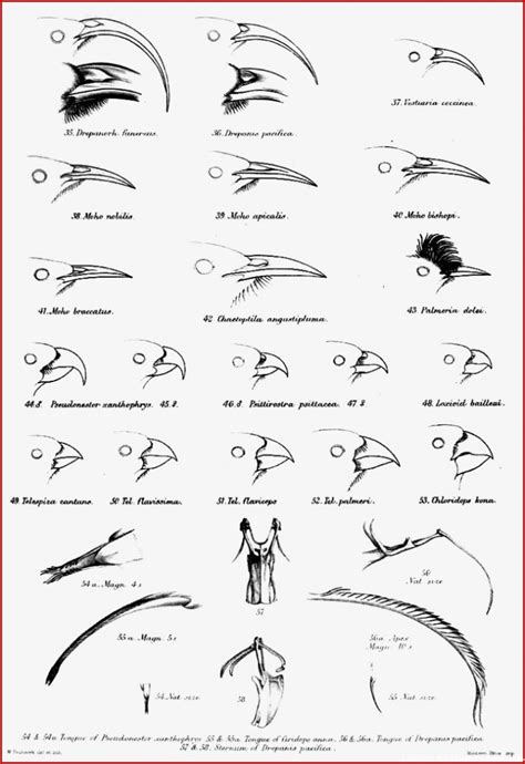 5 Unvergleichlich Evolution Arbeitsblatt Grundschule Kostenlos Für Sie