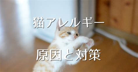 猫アレルギーでも猫は飼える？原因や対策方法を解説！ にゃんこ100％
