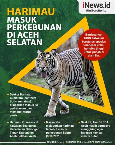 Infografis Harimau Sumatera Masuk Ke Perkebunan Warga