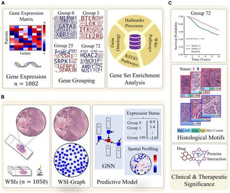 Cross Linking Breast Tumor Transcriptomic States And Tissue Histology