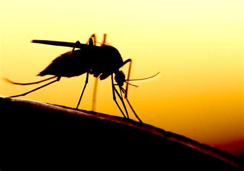 Dengue e Zika divulgadas pesquisas que podem salvar a vida de milhões