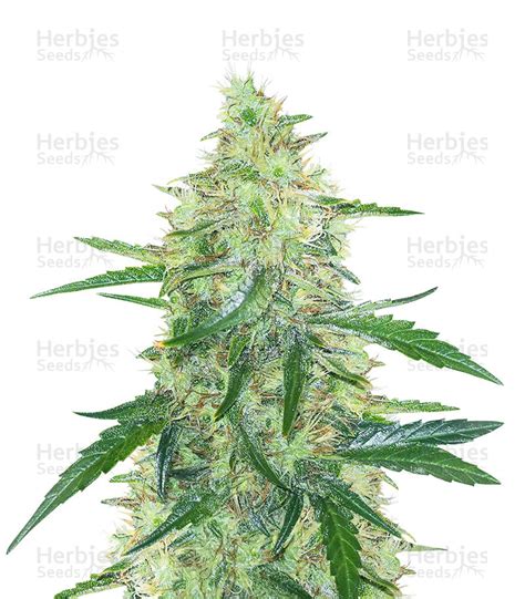 Buy Apple Strudel Auto Feminized Seeds By Fast Buds Herbies Seeds
