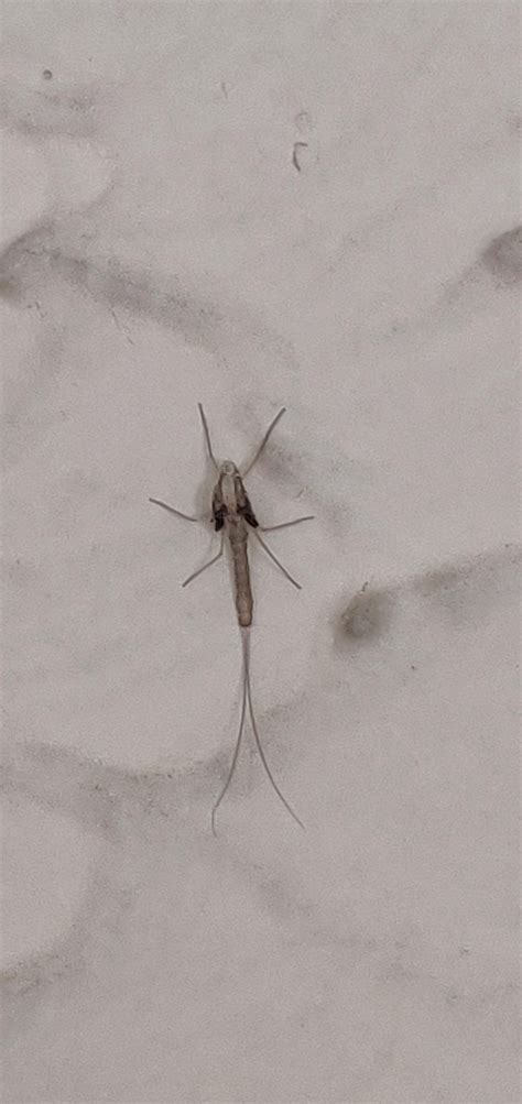 Tiny Clear Bug With 6 Legs And 2 Antenna Coming From Its Butt