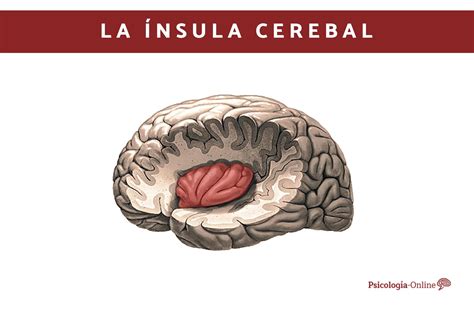 Ínsula cerebral qué es ubicación partes y funciones