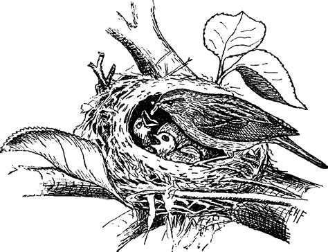 Chipping Sparrow Feeding Young Vintage Illustration 35464121 Vector
