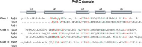 Comparison Of The Conserved Sequence For The Pabc Domain In Class I