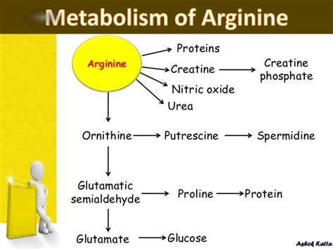 Metabolism Of Basic Amino Acids Arginine Histidine Lysine