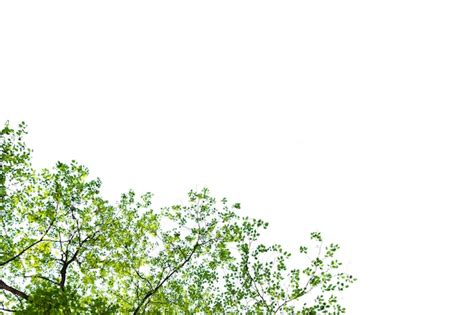Premium Photo Isolated Of Tree For Ecology Decoration