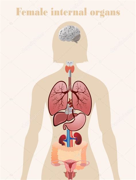 Los Organos Internos Del Cuerpo Humano Femenino De La Anatomia Vector