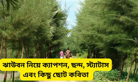 ঝাউবন নিয়ে ক্যাপশন ছন্দ স্ট্যাটাস এবং কিছু ছোট কবিতা Info Tips