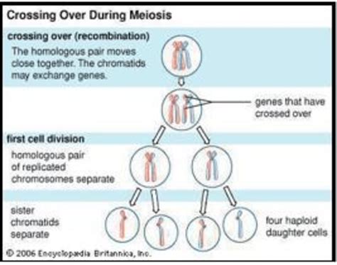 Meiosis Daughter Cells