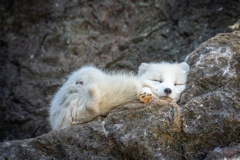 White Arctic Fox White Arctic Fox Vulpes Lagopus Curled Up On Snow