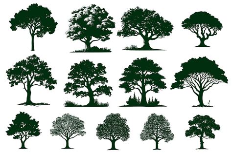 Premium Vector Sketch Trees Forest And Park Coniferous And Deciduous