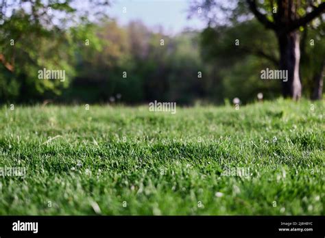 Green Grass Desktop Screensaver Ecology And Care For The Environment