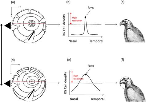 Schematic Representation Of The Hypothesis Proposed To Explain The