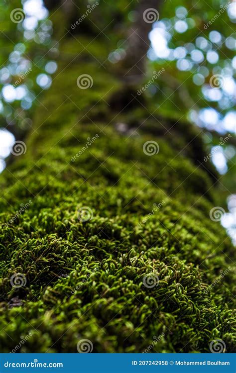 Green Algae Attached To A Tree Green Grass Growing On An Oak Tree