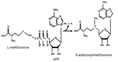 Synthesis Of S Adenosylmethionine Download Scientific Diagram