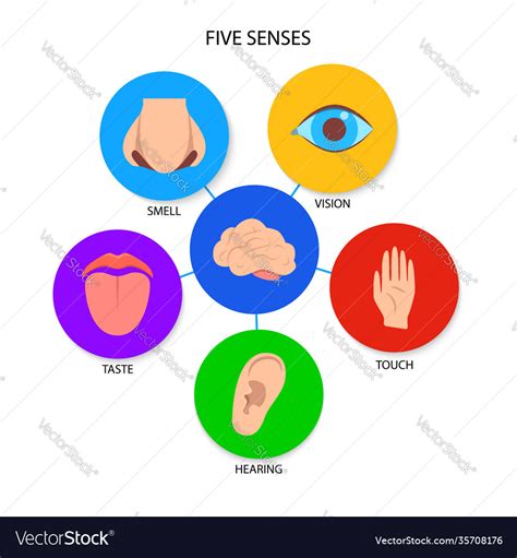 Five Human Senses Banner In Flat Style Poster With Human Per