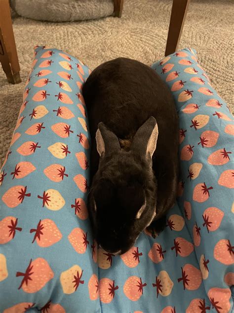 Winter Is Upon Us Binny Says Stay Cozy Rwinnipeg