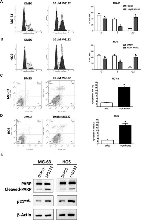 Proteasome Inhibitor Mg132 Enhances Cisplatin Induced Apoptosis In