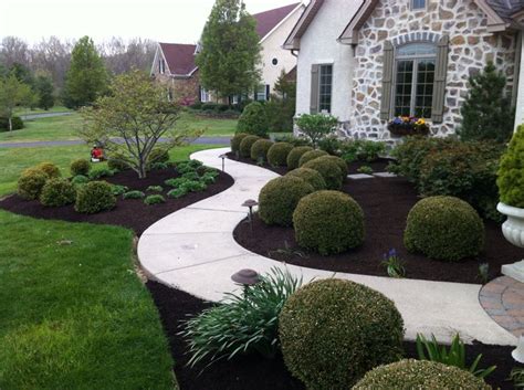 Perfect Green Velvet Boxwoods Budding Knockout Roses A Beautiful S
