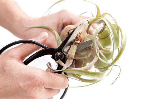 Wholesale Bonsai Style Pruning Scissors For Tillandsia Air Plants