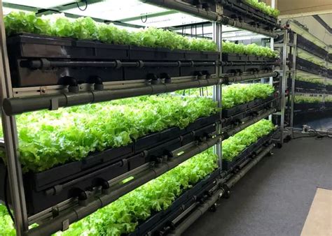 未来10年，植物工厂将成为最具有投资价值的新型产业之一农业