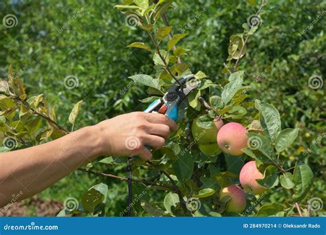 How To Prune Apple Trees In Summer To Ensure A Good Crop The Following