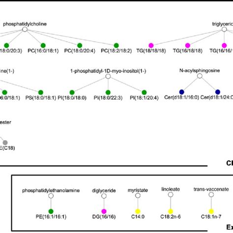 Nash Lipidomics Dataset Matching On Recon2 2 White Nodes Correspond To