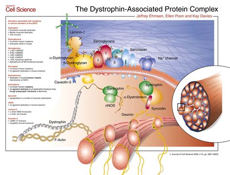 The Dystrophin Associated Protein Complex Journal Of Cell Science